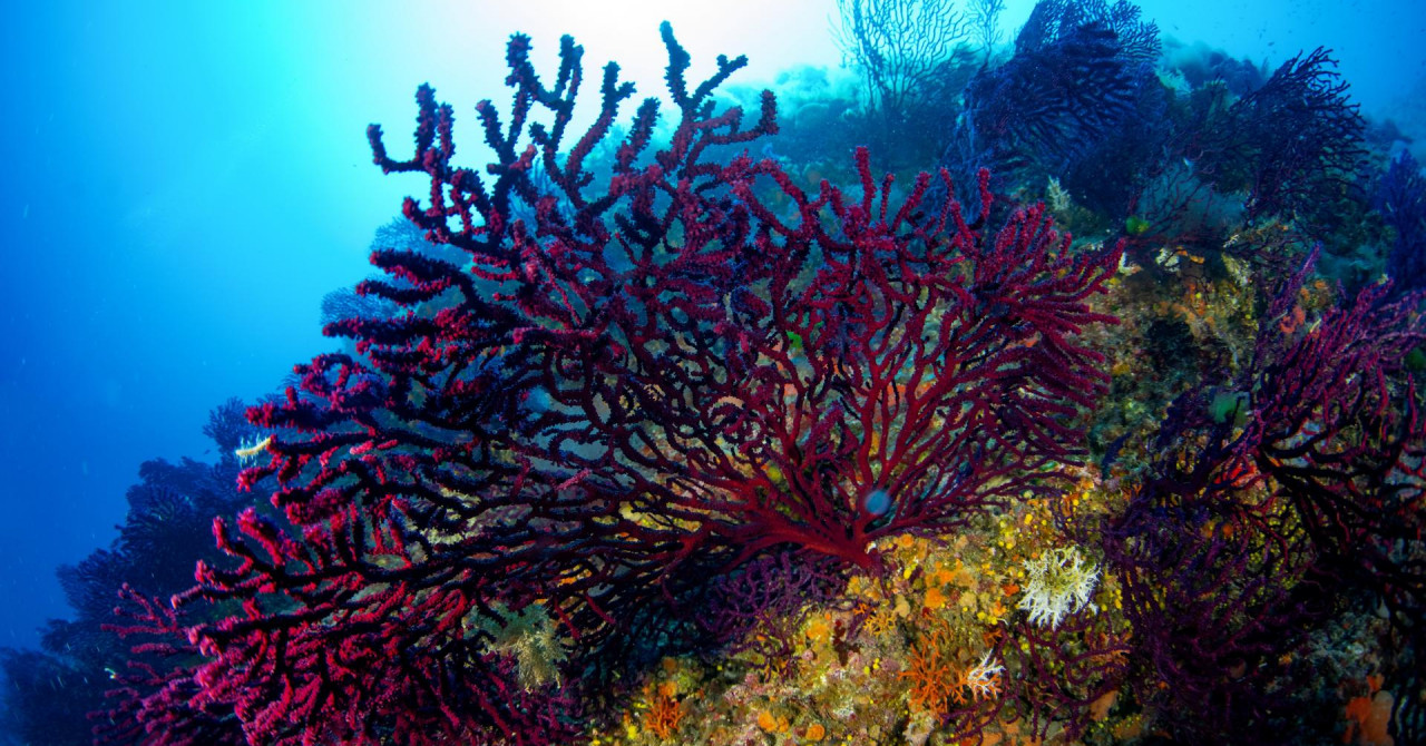 Jutarnji list - Posjetili smo ronilački raj u NP Kornati