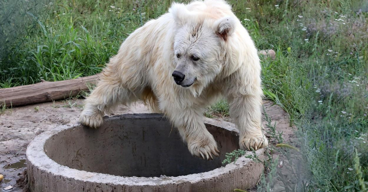 Jutarnji list - Popularna snimka: Pogledajte kako ova medvjedica izgleda nakon što se izvuče iz ...