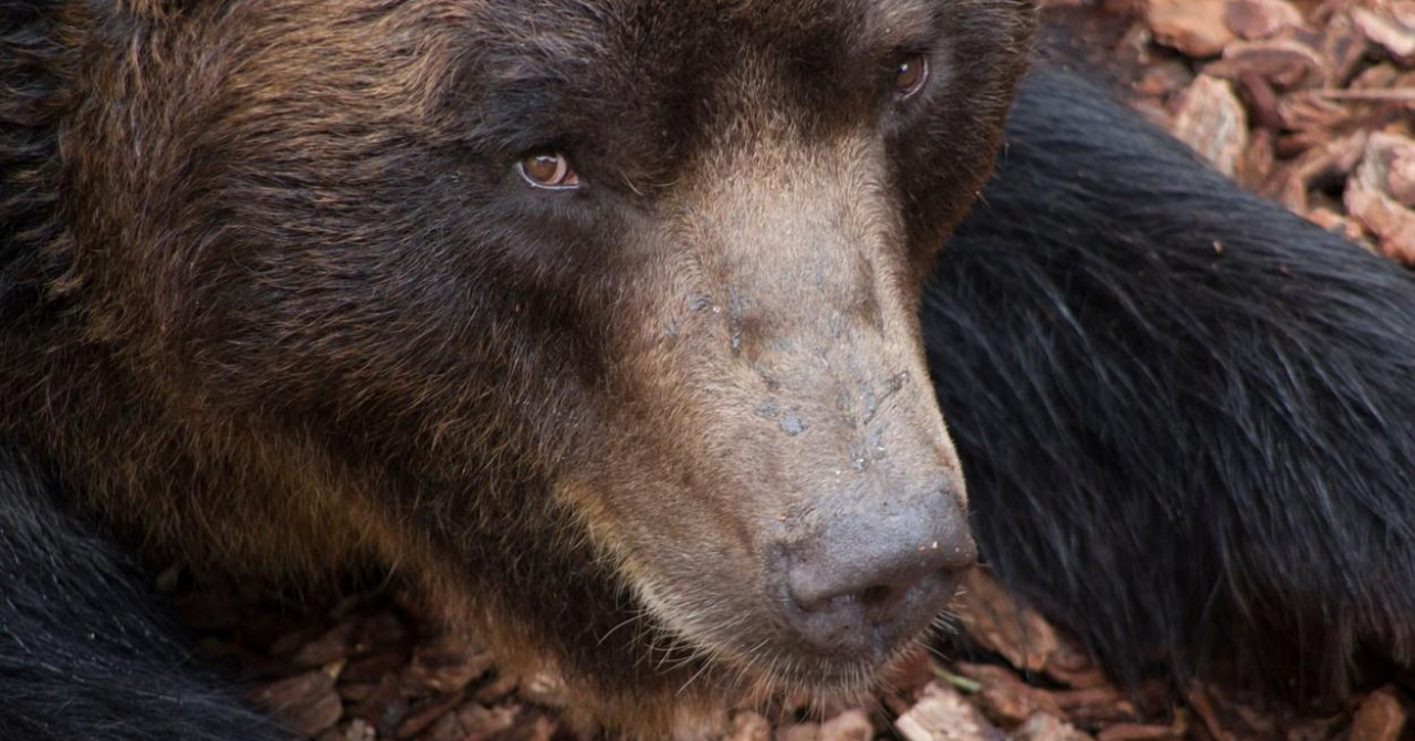 Jutarnji list - Ostaci 'problematičnog' medvjeda pronađeni u sjevernoj ...
