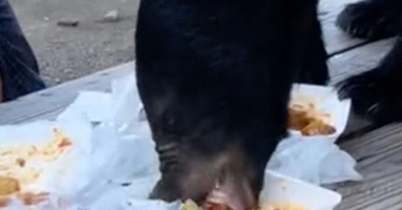 Jutarnji list - Ljudi uživali u roštilju, iz šume banula dva nepozvana gosta: 'Lupali smo i ...