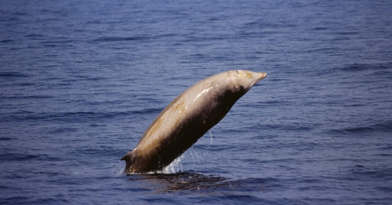 Jutarnji list - Domaći i strani znanstvenici zajedno krenuli u proučavanje kitova u južnom Jadranu