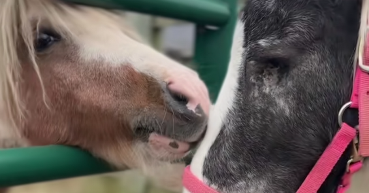 Jutarnji list - Dirljiv prizor: Slijepi konj stigao u utočište i tamo ...