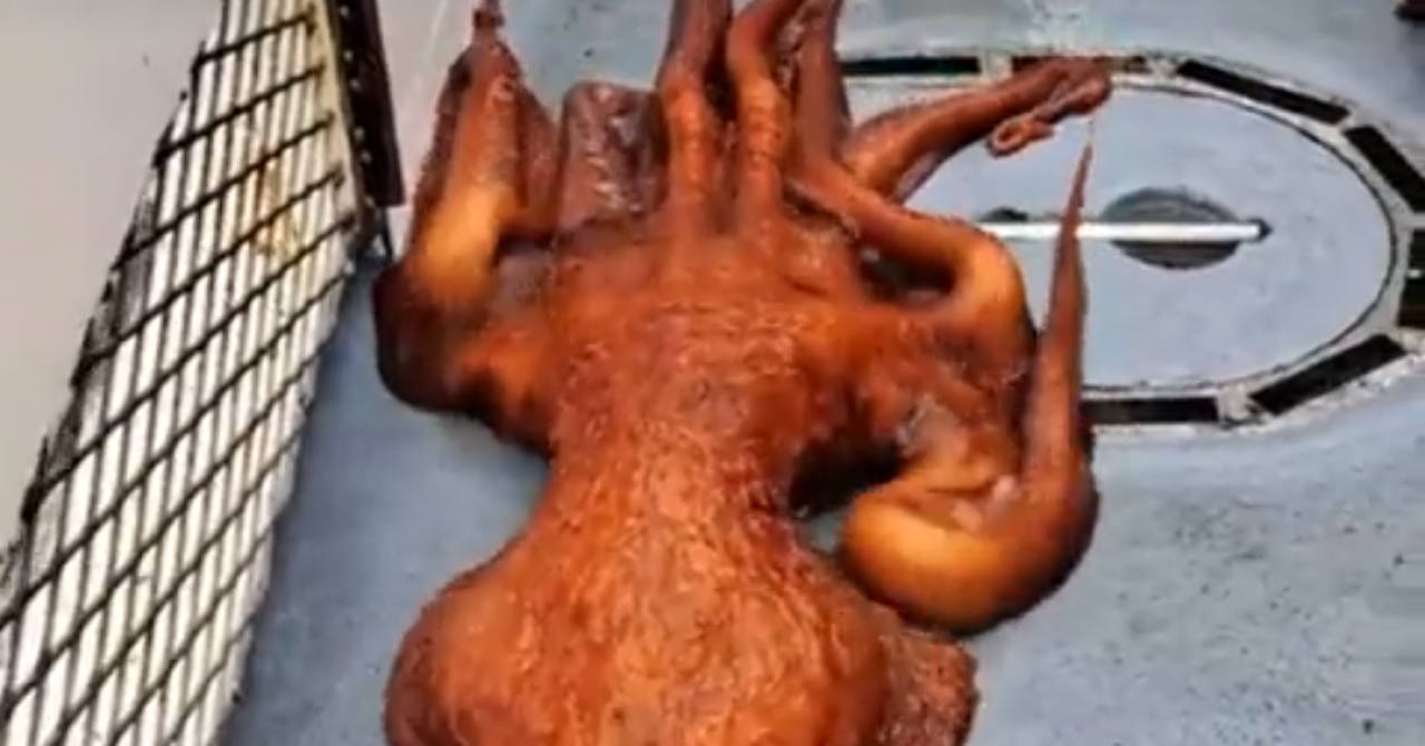 Jutarnji list - Zadivljujući stvor: Pogledajte ogromnu hobotnicu koju ...