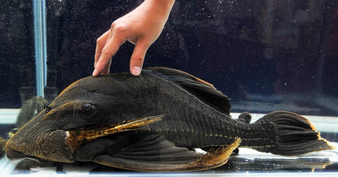 Jutarnji list - Video: Mislili su da je ova suha riba na obali mrtva, a ...