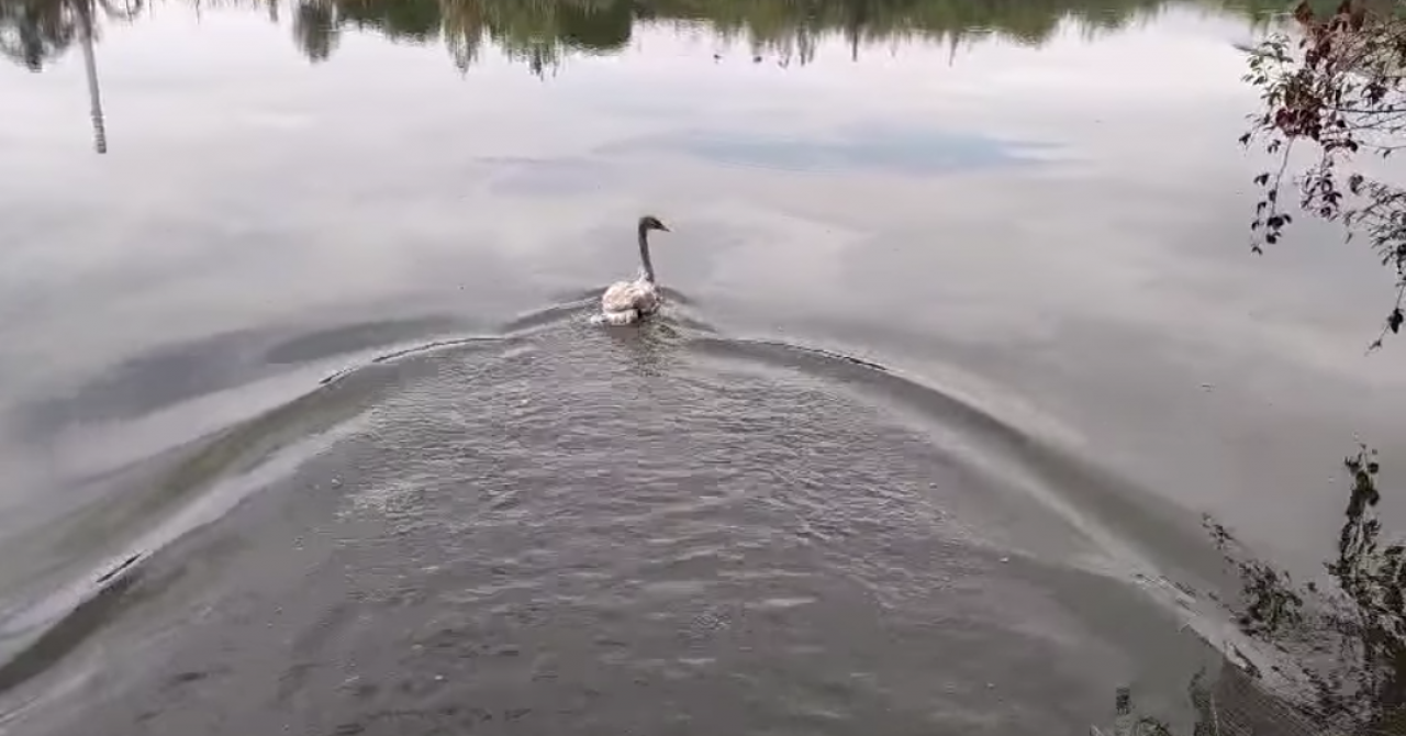 Jutarnji list - Labud koji je imao udicu u vratu oporavio se, evo kako ...