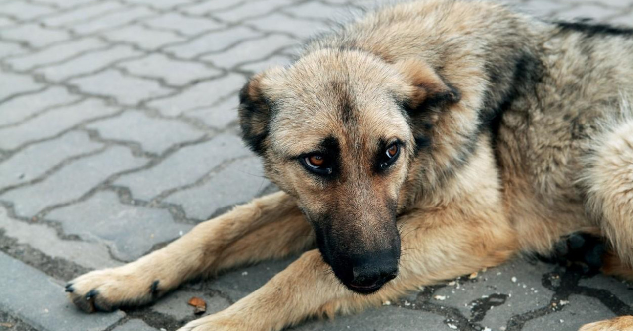 Jutarnji list - Strava u Kini: Lokalne vlasti krenule u bitku sa psima ...