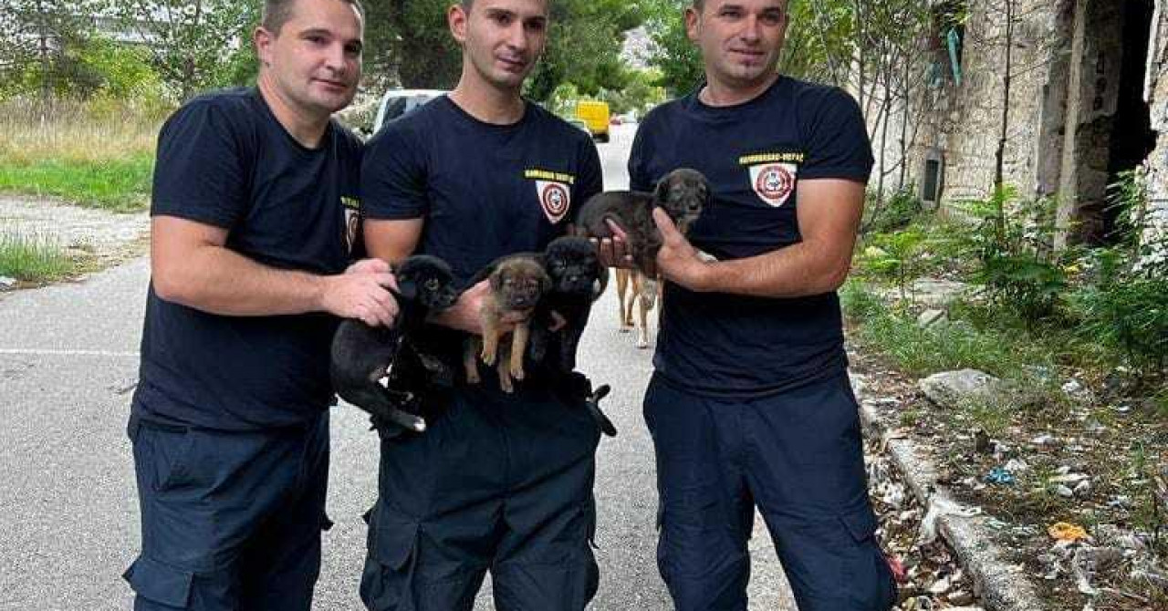 Jutarnji list - Pred kišu vatrogasci dobili dojavu o četiri štenca zaglavljena u kanalu, odmah ...