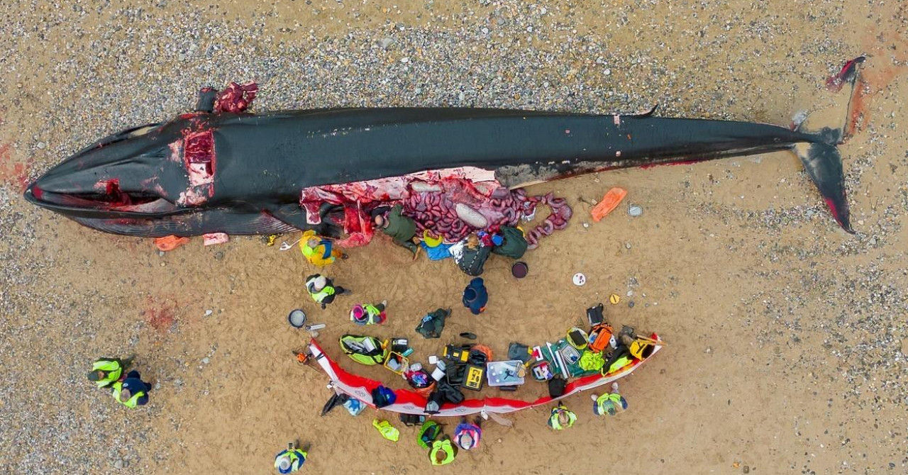 Jutarnji list - More izbacilo na obalu 16 metara dugog kita, ne zna se odakle mu krvave mrlje po ...