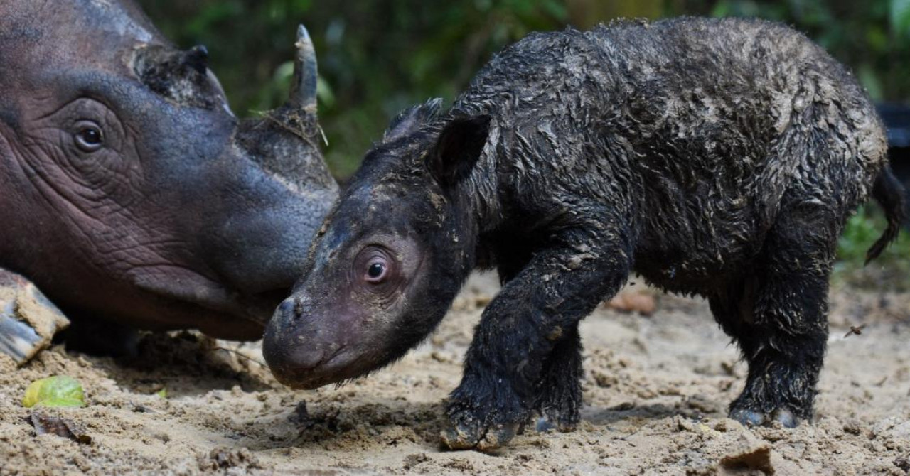 Jutarnji list - U indonezijskom nacionalnom parku na svijet došao rijedak sumatranski nosorog