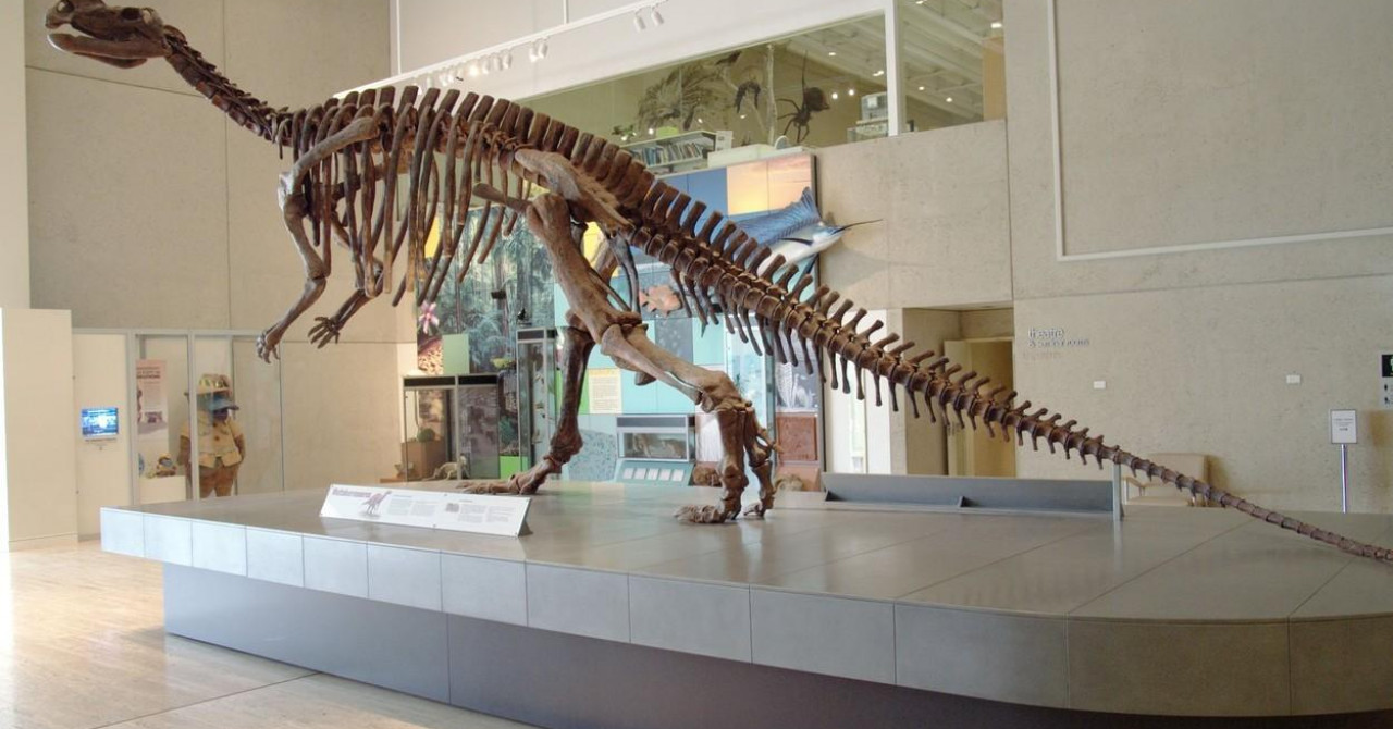 Jutarnji list - Ova životinja (koja više nije među živima) ubuduće će krasiti grb Queenslanda