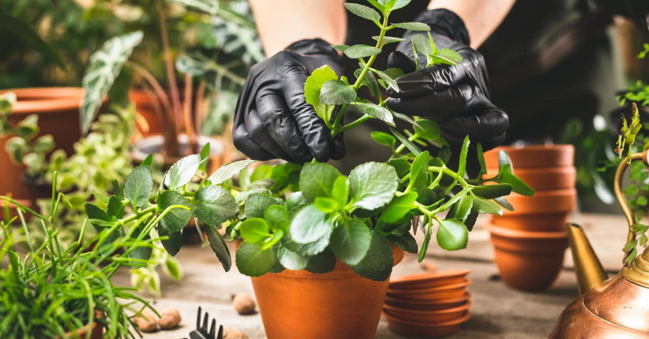 Dom i dizajn - Stavite samo malo ovog sastojka u lonac, sobne biljke ...