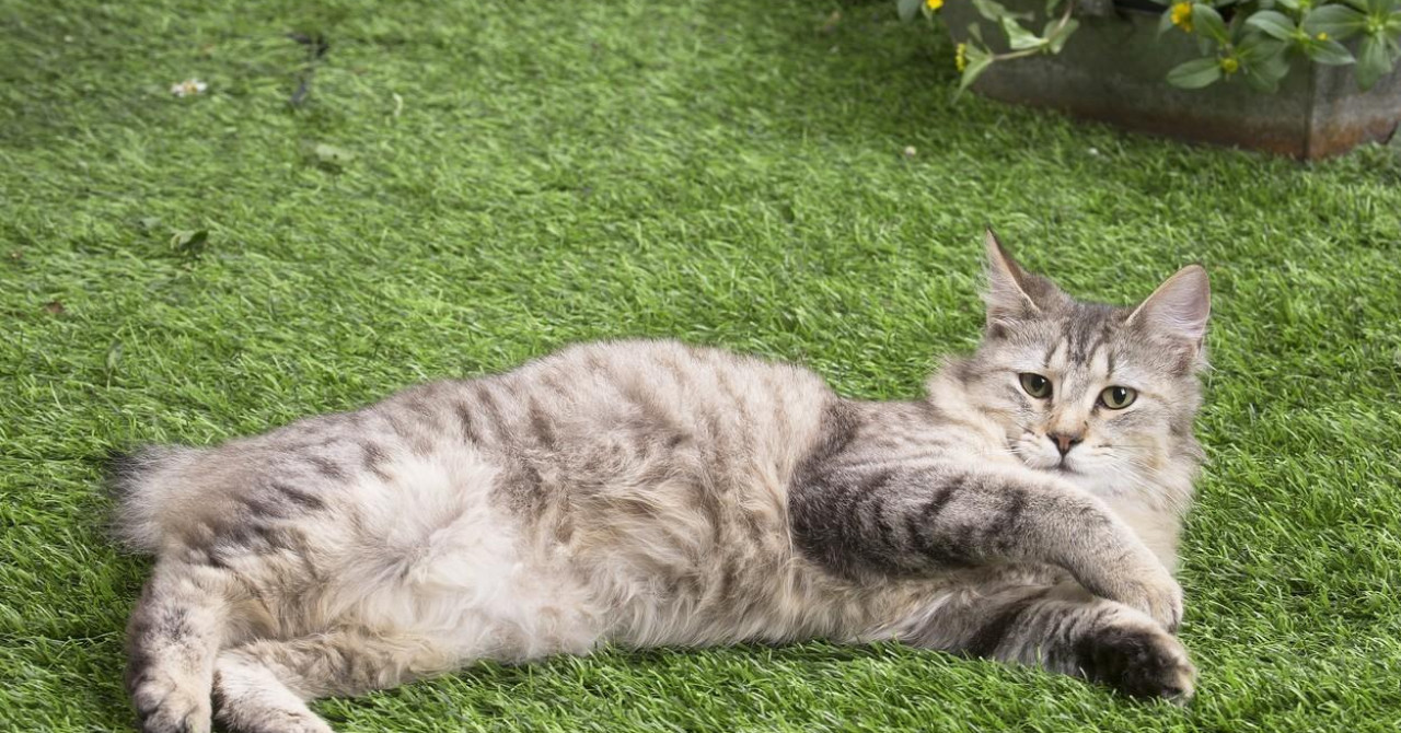 Jutarnji list - Deset dana nakon policija tvrdi: "Nema elemenata kaznenog djela". Kako su mačke ...