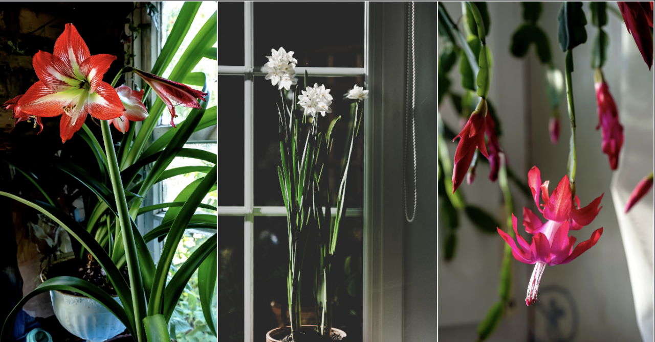 Dom i dizajn - Martha Stewart ima ove četiri sobne biljke u svom domu za blagdane. Ne znamo koji ...