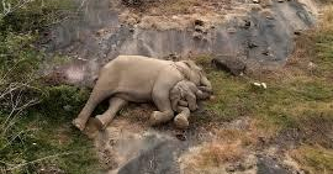 Jutarnji list - Ljudi pronašli majku izgubljenog slona i vratili joj malenog, pogledajte što su ...