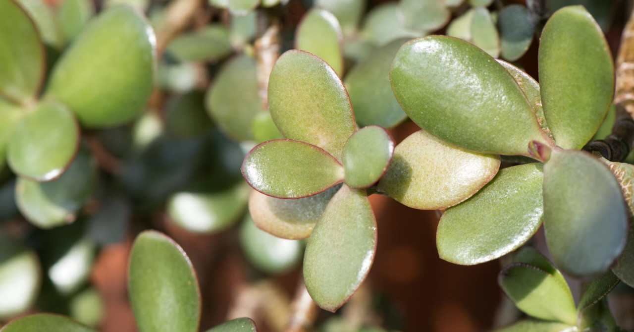 Dom i dizajn - Pomiješajte ova 2 jeftina sastojka iz kuhinje i ulijte ih u teglu: Krasula ili ...