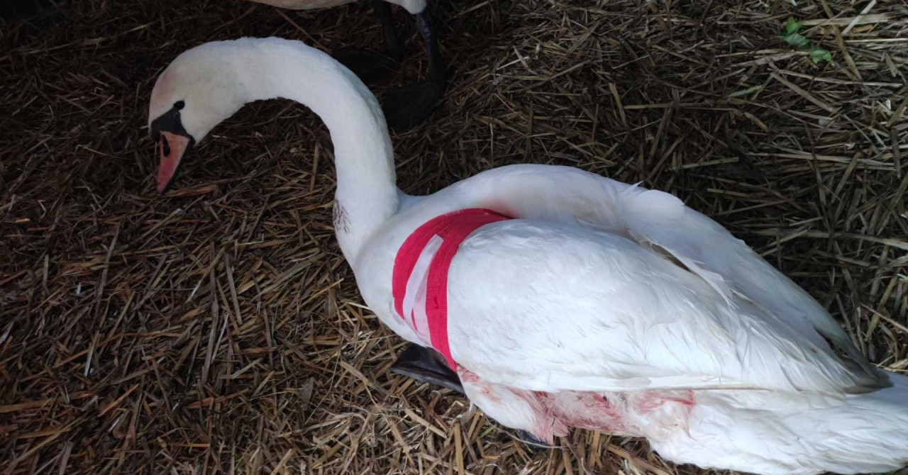 Jutarnji list - Zagrepčani vidjeli krvavog labuda kako šeće uz Savu i ...