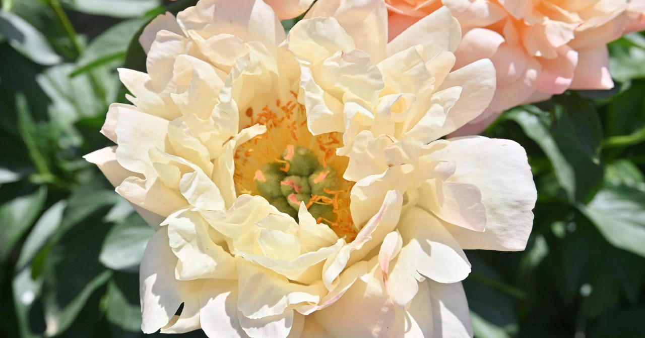 Dom i dizajn - Ovaj prekrasan cvijet simbol je sretnog braka ali i ...