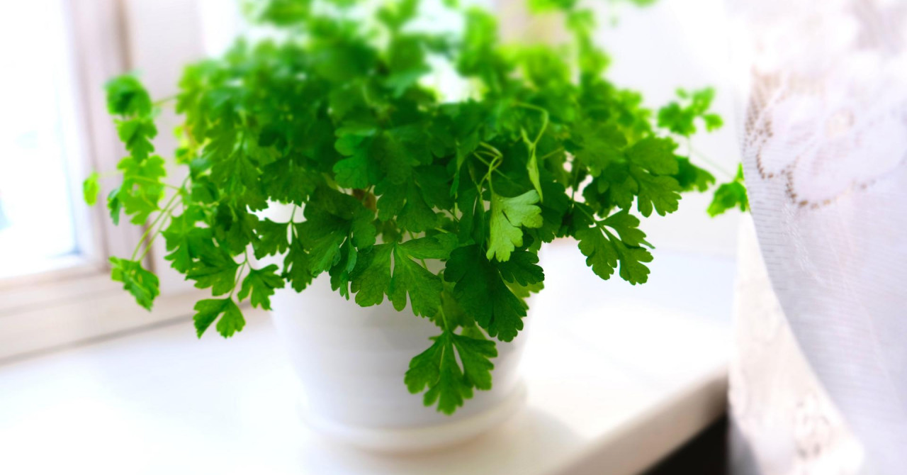 Dom i dizajn - Kako da peršin ostane svjež i do mjesec dana i ne izgubi aromu i okus? Potopite ...