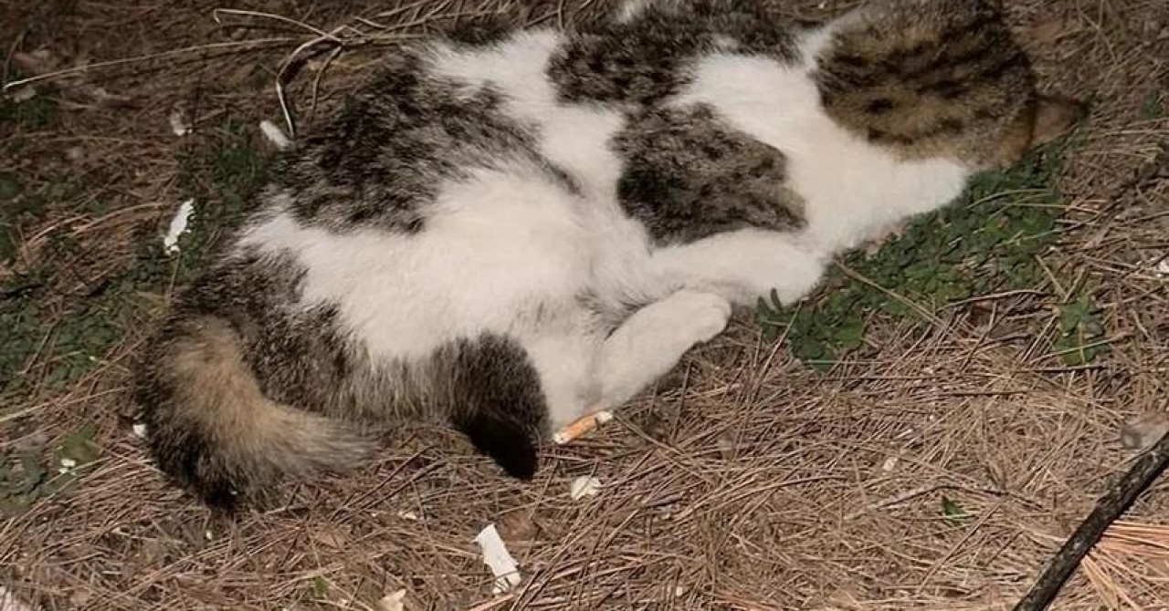 Jutarnji list - Strava u Imotskom: Učenik srednje škole pred svima ...