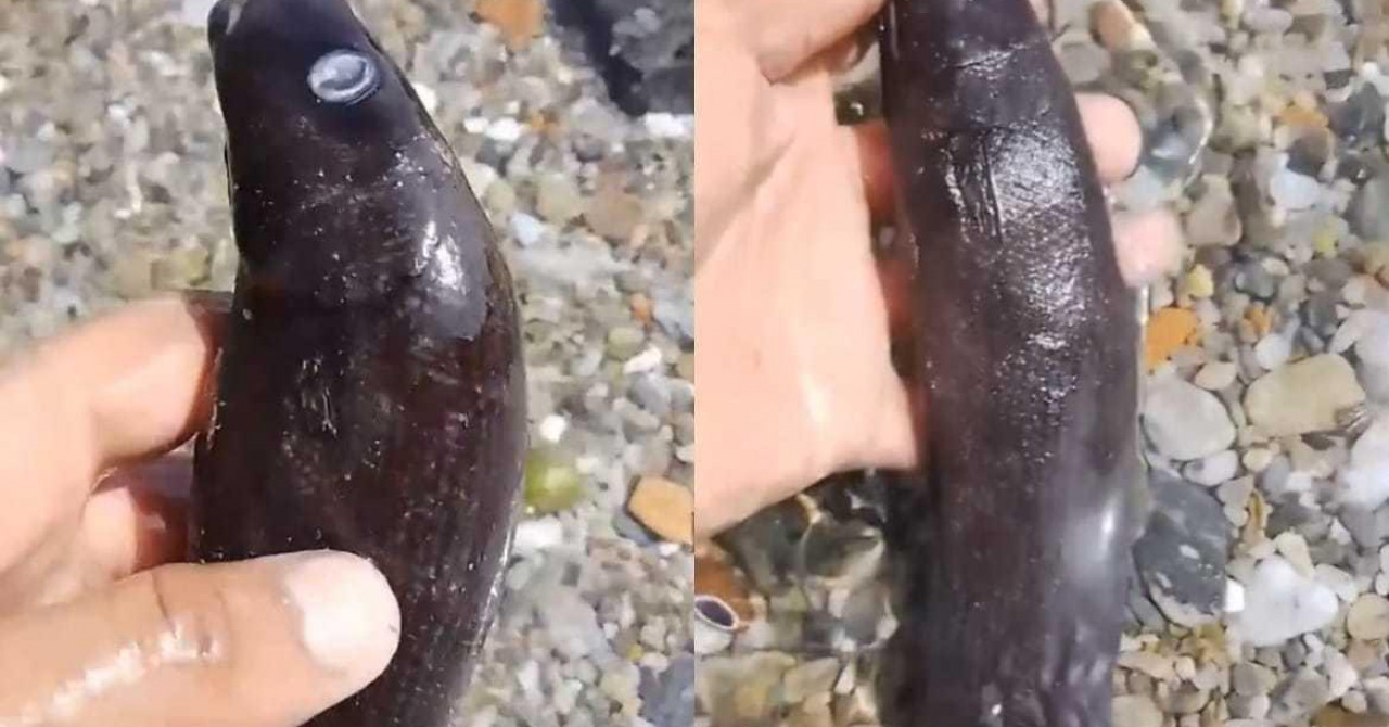 Jutarnji list - U Jadranskom moru se pojavila rijetka riba: 'Prvi put je u hrvatskim vodama ...