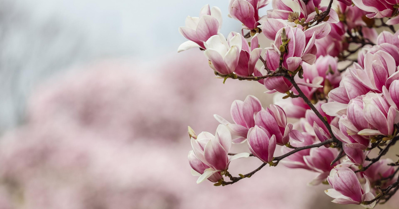 Dobra Hrana - Jeste li znali da cvjetove magnolije možete jesti u ...