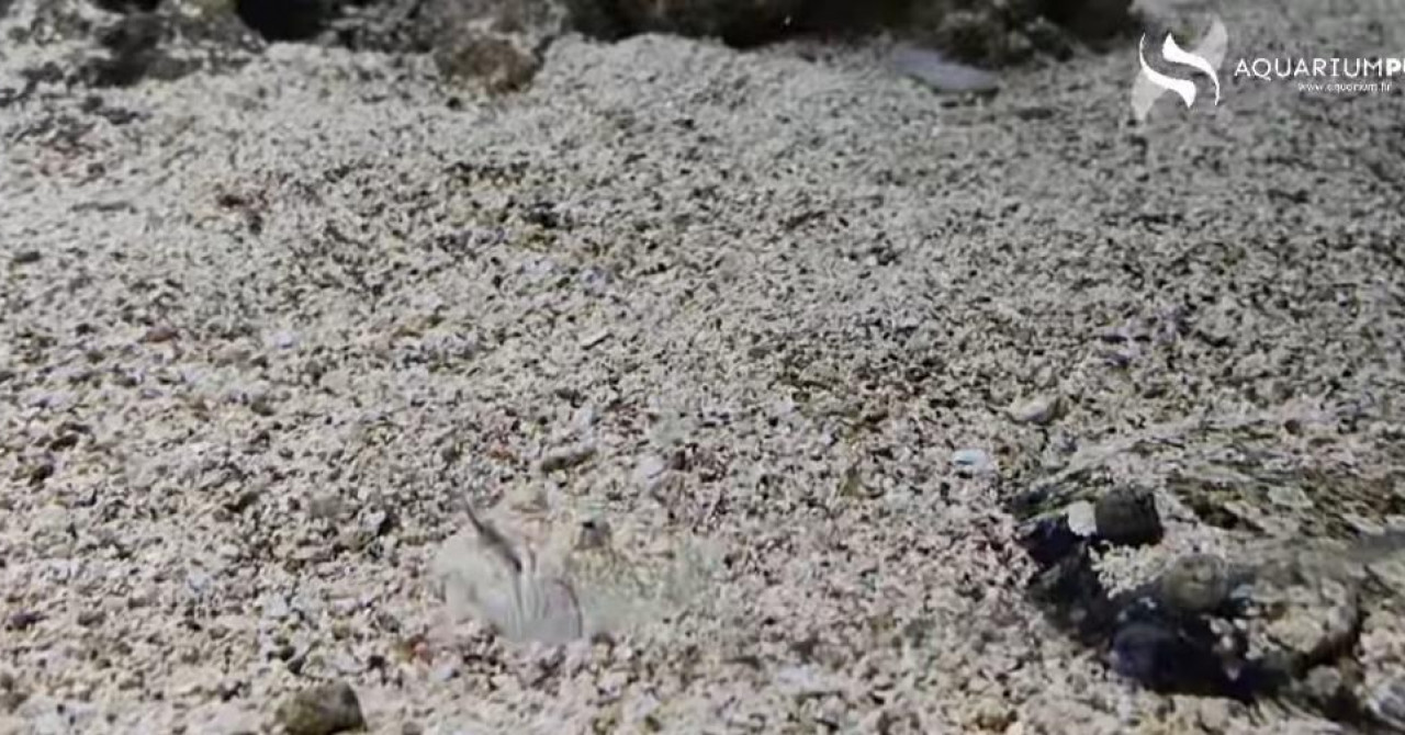 Jutarnji list - Riba koja cijeli svoj život provodi zakopana u pijesku ...