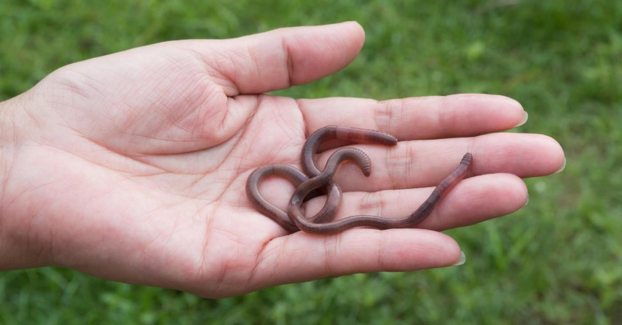 Jutarnji list - Poznata vrtlarica: 'Nemojte ubijati kišne gliste, o ...