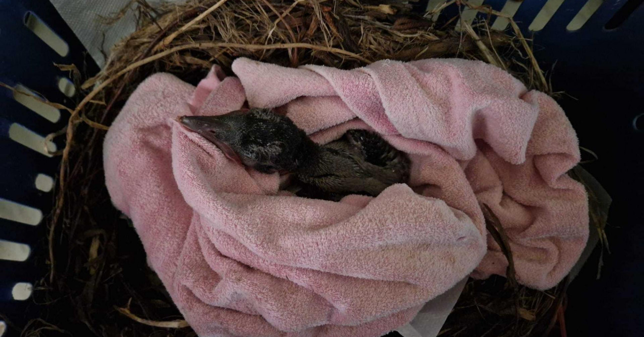 Jutarnji list - 'Ilegalno su rezali grane, gnijezdo je palo s visine 20 metara. Samo je jedan ...