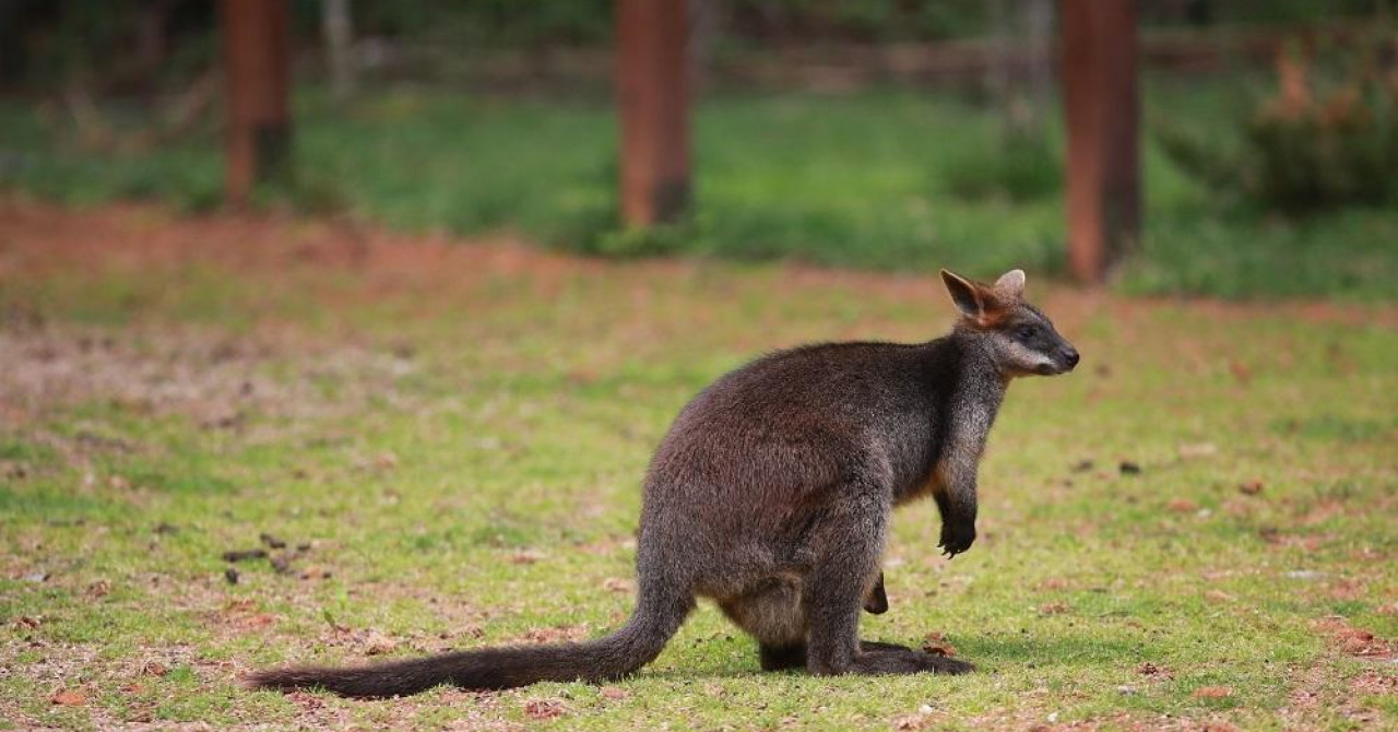 Jutarnji list - Australija u Zoološkom vrtu Grada Zagreba: Sve o zemlji ...