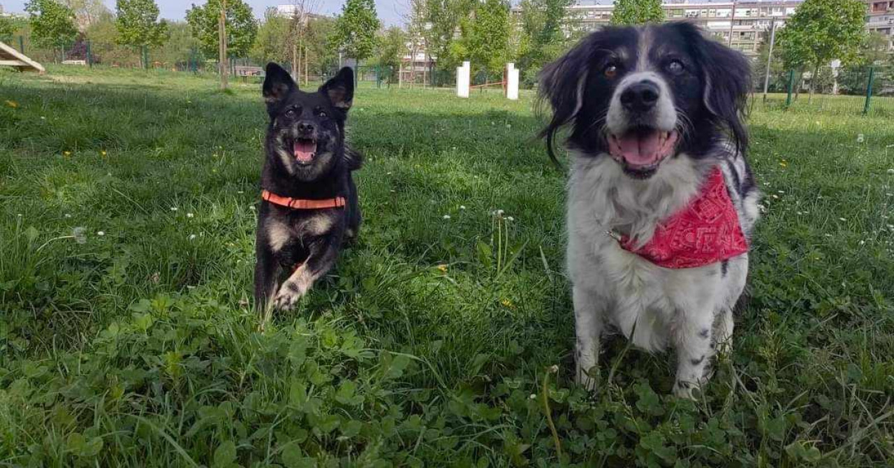 Jutarnji list - U nedjelju se u zagrebačkom parku održava humanitarna izložba čiji je prihod ...