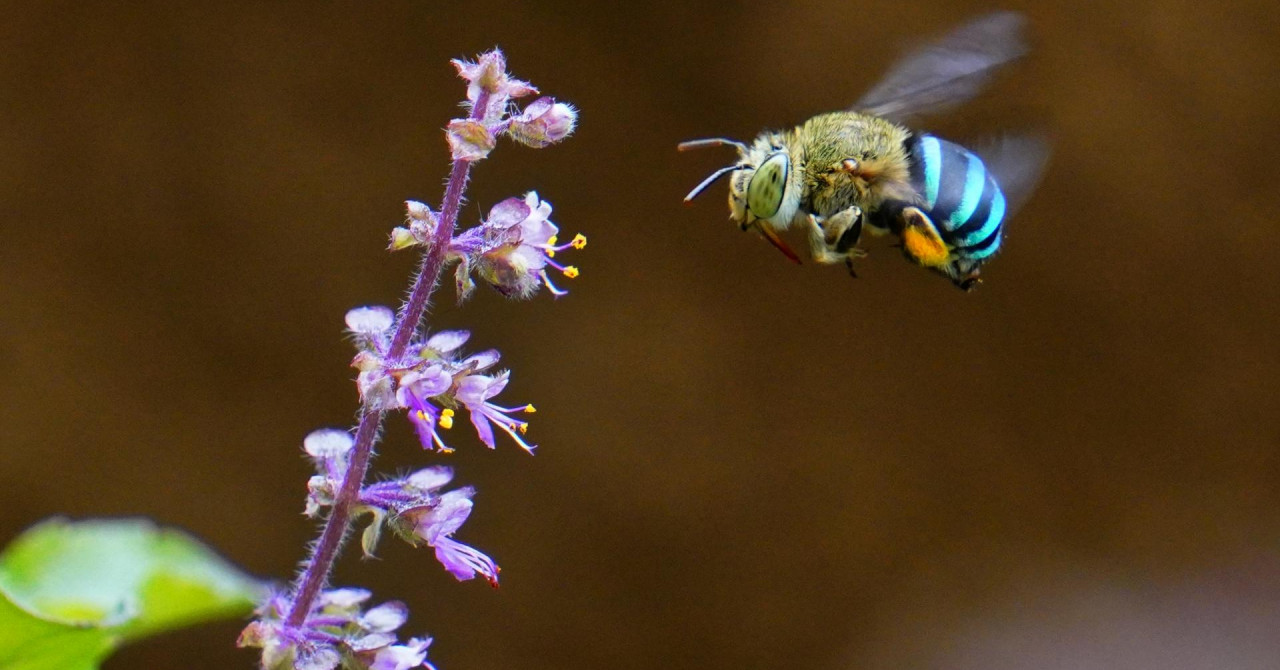 Dom i dizajn - Jeste li čuli za plave pčele koje privlači plava odjeća ...