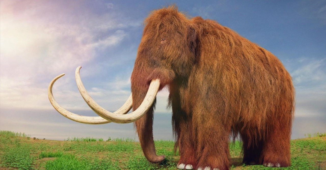 Jutarnji list - Austrijski vinar otkrio kosti mamuta u vinskom podrumu ...