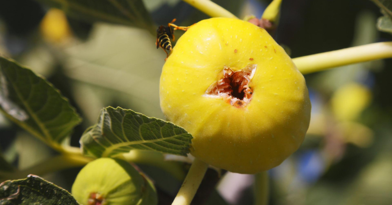 Dom i dizajn - Znate li da se u plodovima smokve krije uginula osa i da ...