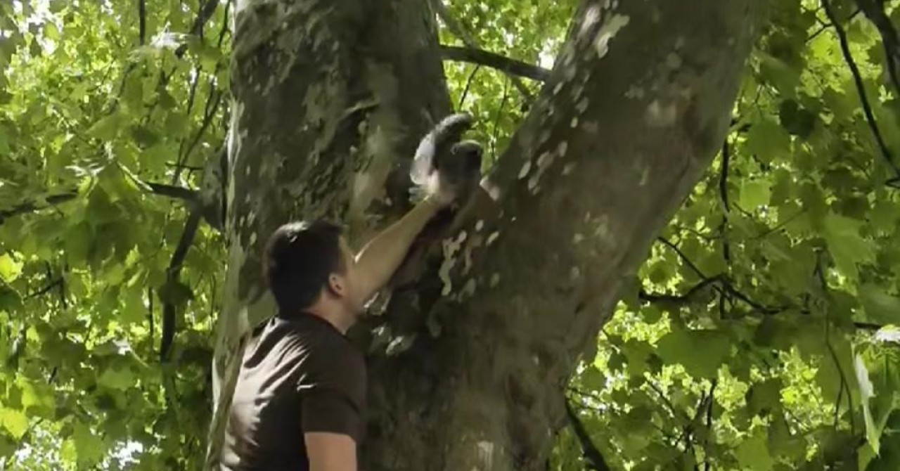 Jutarnji list - U Sisku spašena malena ušara: Ispala je iz gnijezda, a ljudi su je uspjeli ...