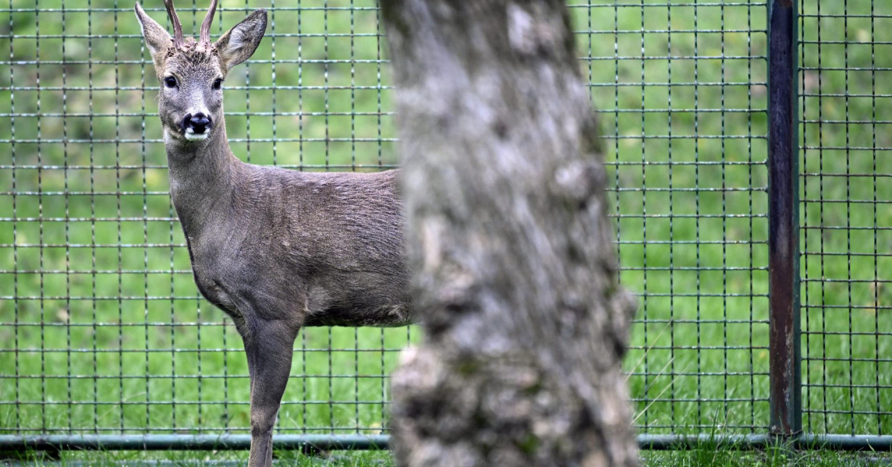 Jutarnji list - Srnjak napravio kaos u Novom Zagrebu: Zabrinuti građani zvali Dumovec, oni ga ...