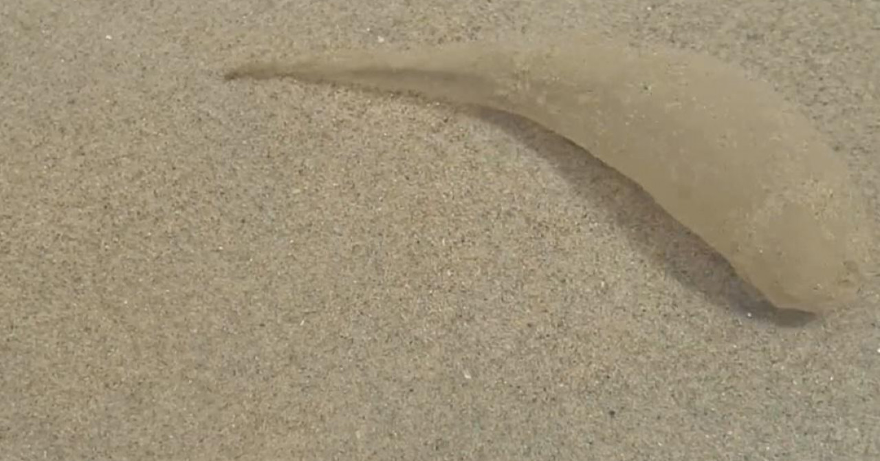 Jutarnji list - Fascinantna snimka iz Jadrana: Kakva su ovo neobična stvorenja?