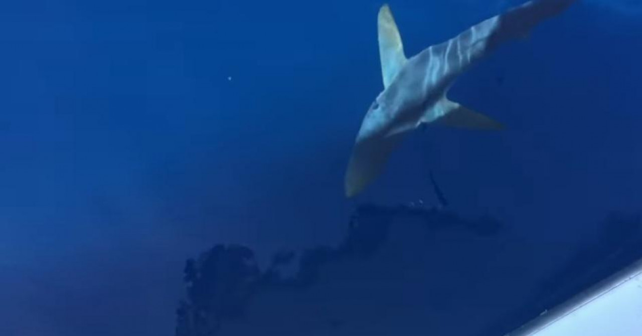 Jutarnji list - Morski pas snimljen ispred Trpnja kako jede iz ruke ...