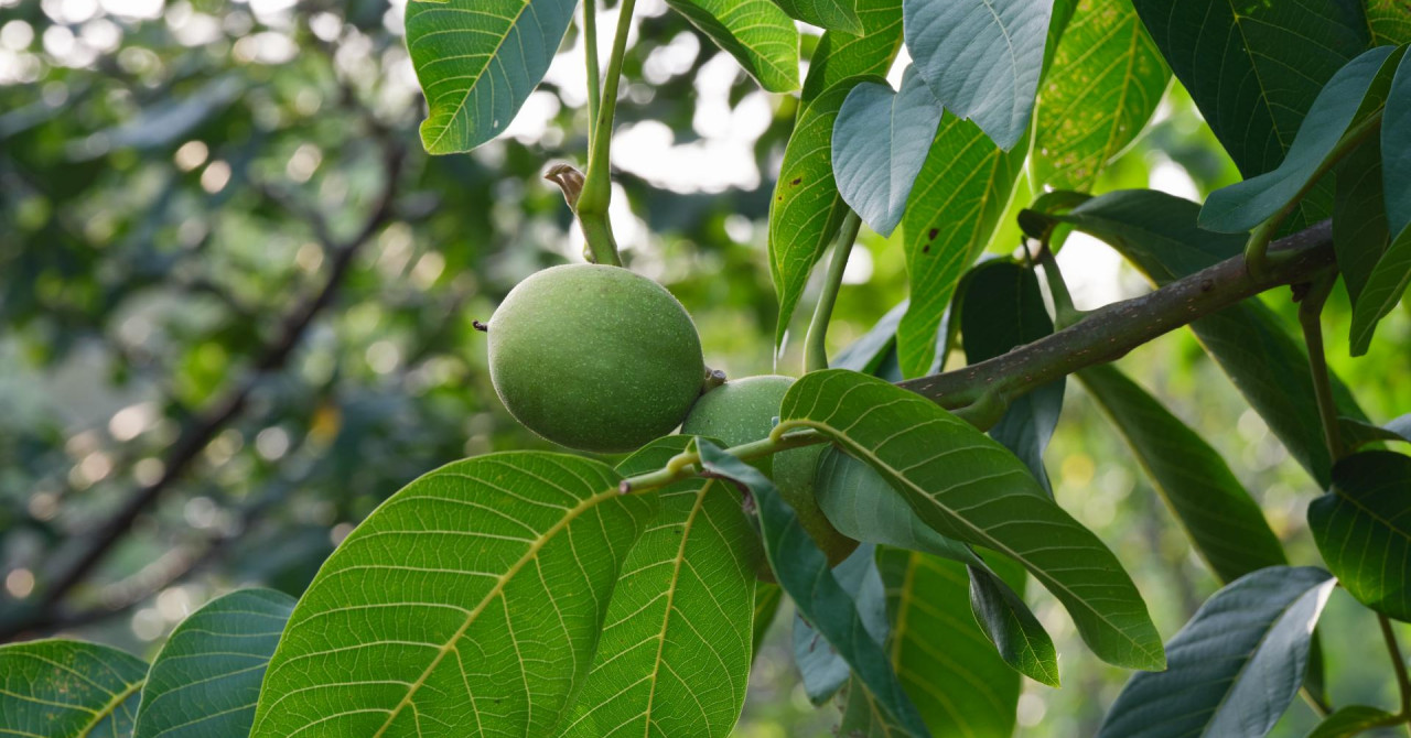Dom i dizajn - Ovo je drvo koje donosi i do 10 000 eura po hektaru ...