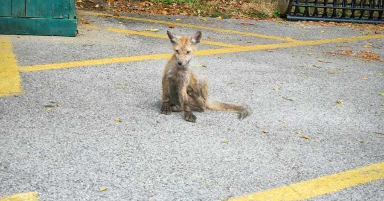 Jutarnji list - Zaposlenici restorana vidjeli lisicu u lošem stanju, pa o njoj obavijestili Dumovec