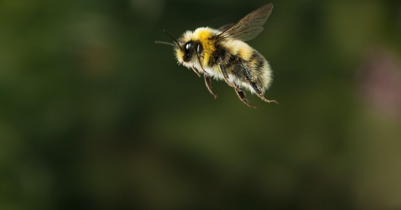 Jutarnji list - Slika koja je oduševila ljubitelje malih letećih ...