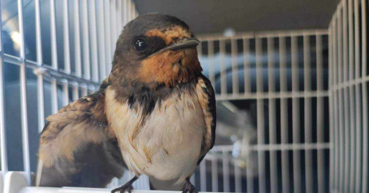 Jutarnji list - Ova tri malena pernata stanovnika Zagreba spašena su u jednom danu, trenutno su ...