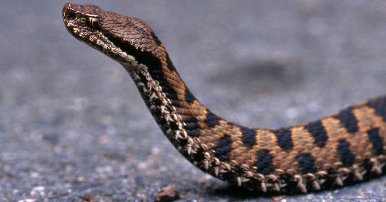 Jutarnji list - Ženi usred Rima pala zmija na glavu dok je bila na ...