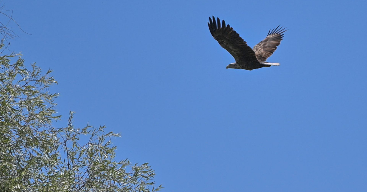 Jutarnji list - Najveća grabljivica kontinenta naše zemlje: Monogamni ...