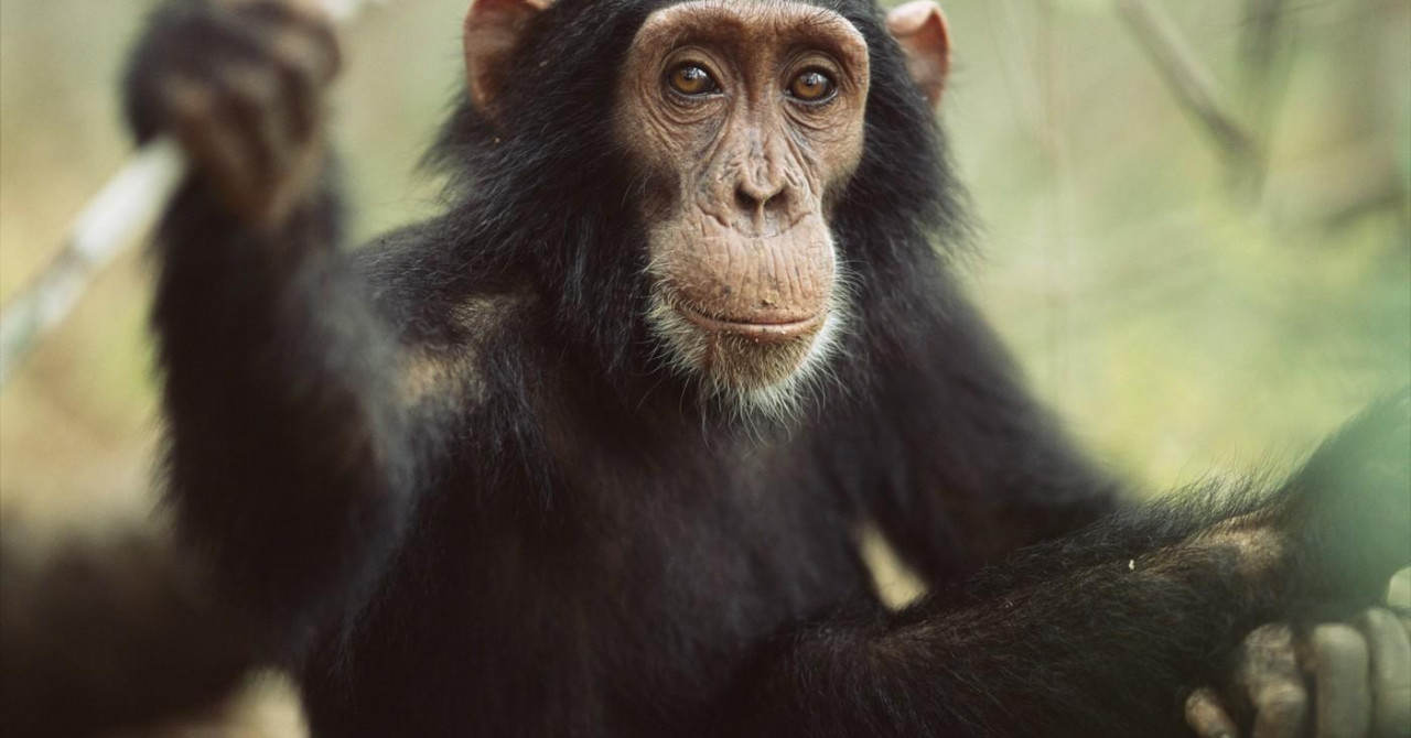 Jutarnji list - Stanovnici u Gvineji uništili centar za čimpanze nakon ...