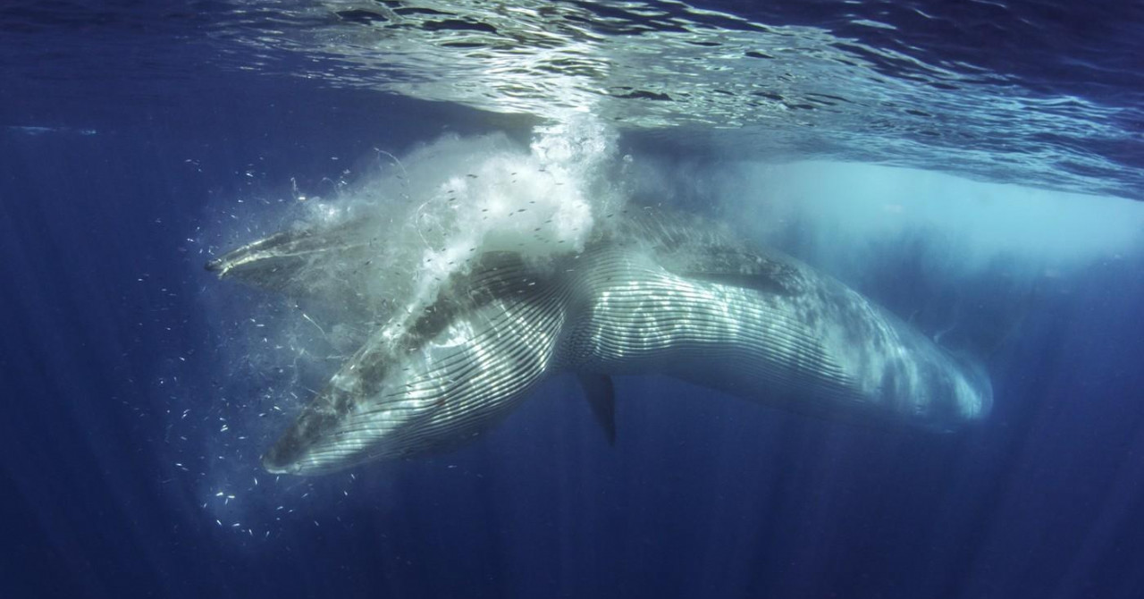 Jutarnji list - Misteriozni zvuk iz Marijanske brazde deset godina ...