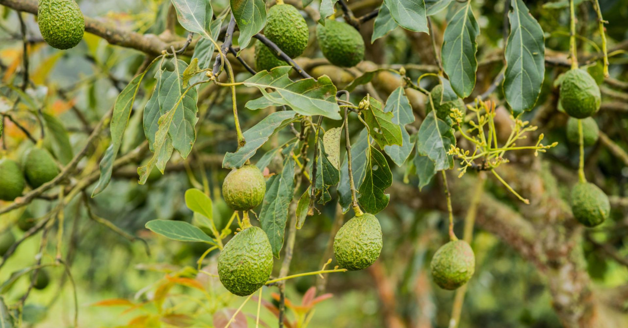 Dom i dizajn - Ovo voće vole svi: Sadrži masti, a ne deblja... samo ...
