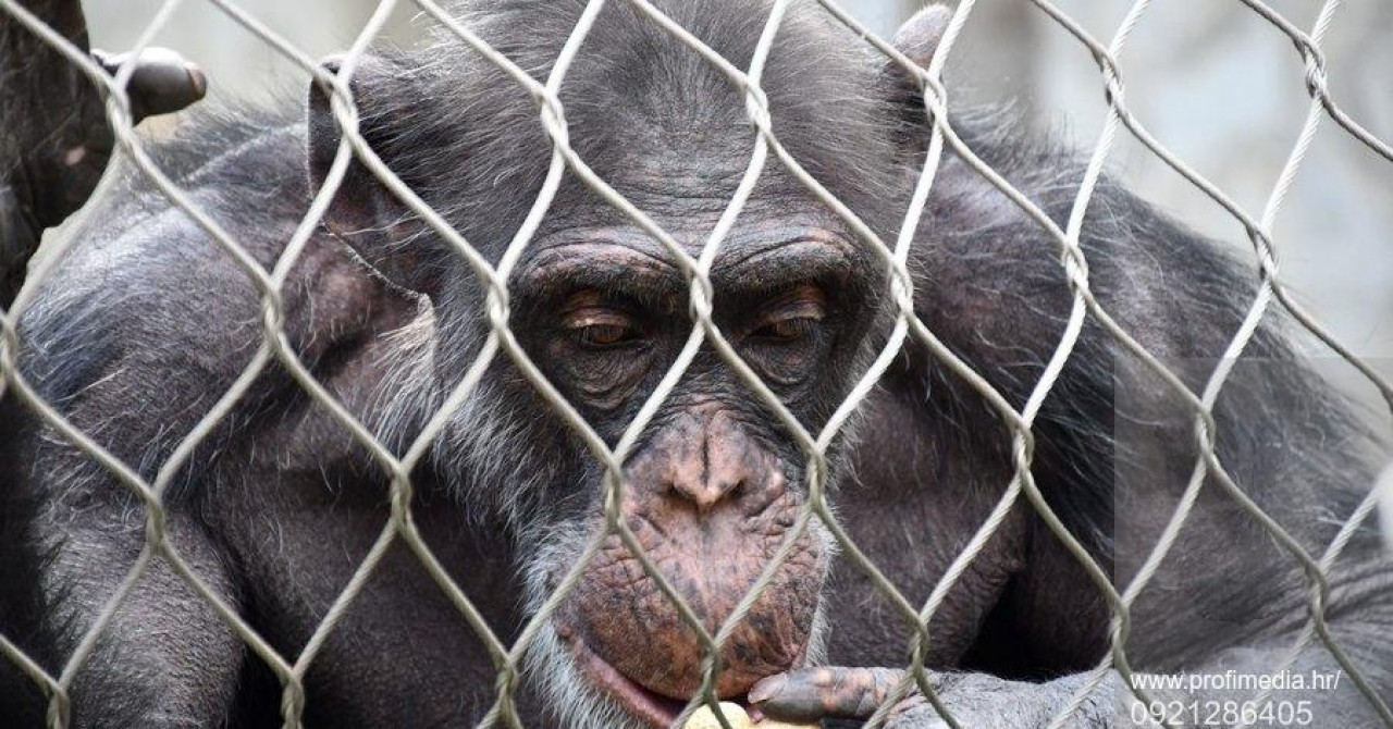 Jutarnji list - Jedna od najstarijih čimpanzi živi u Skoplju: Rođena je u cirkusu, živjela u ...