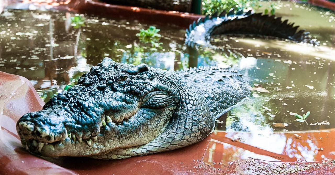 Jutarnji list - Preminuo je najveći krokodil na svijetu u zatočeništvu, smatralo se da je star ...