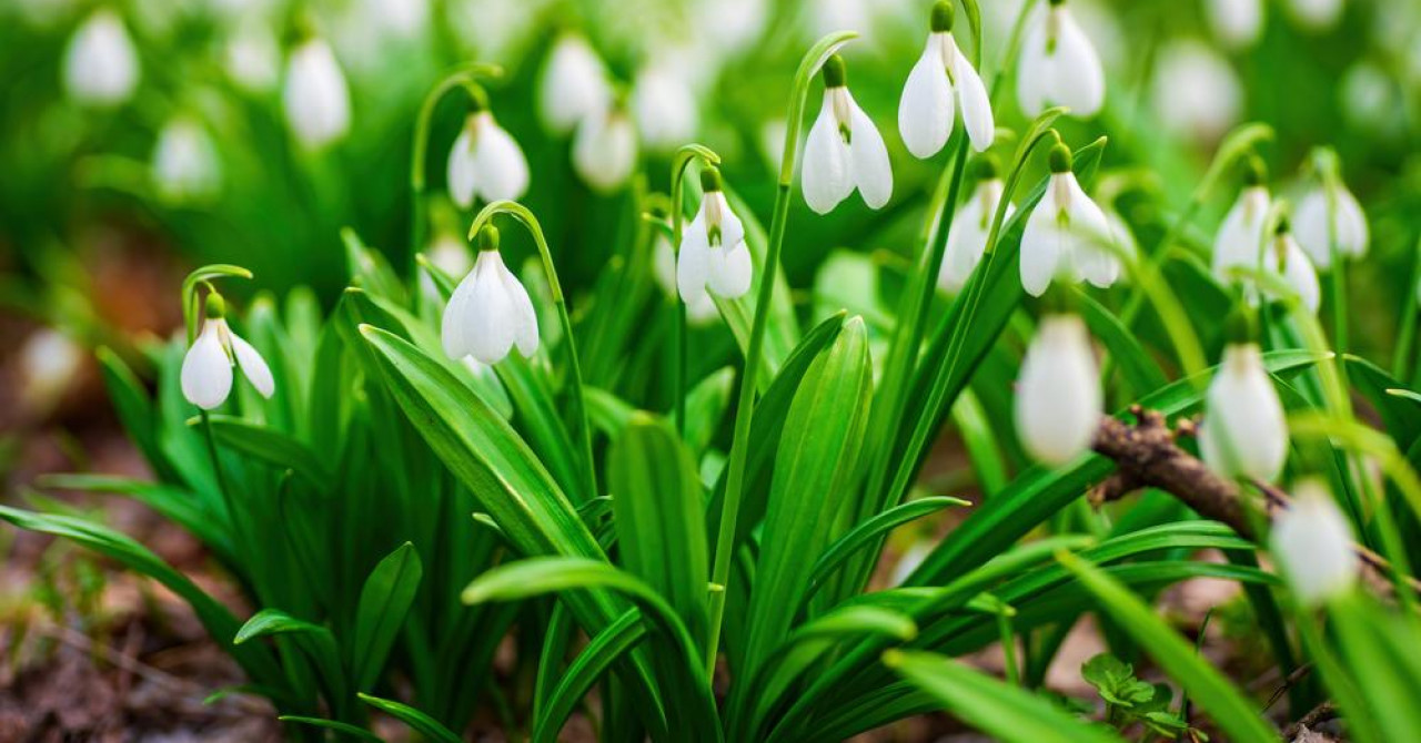 Dom i dizajn - Znate li iz koje biljke se dobiva morfij, lijek za ...