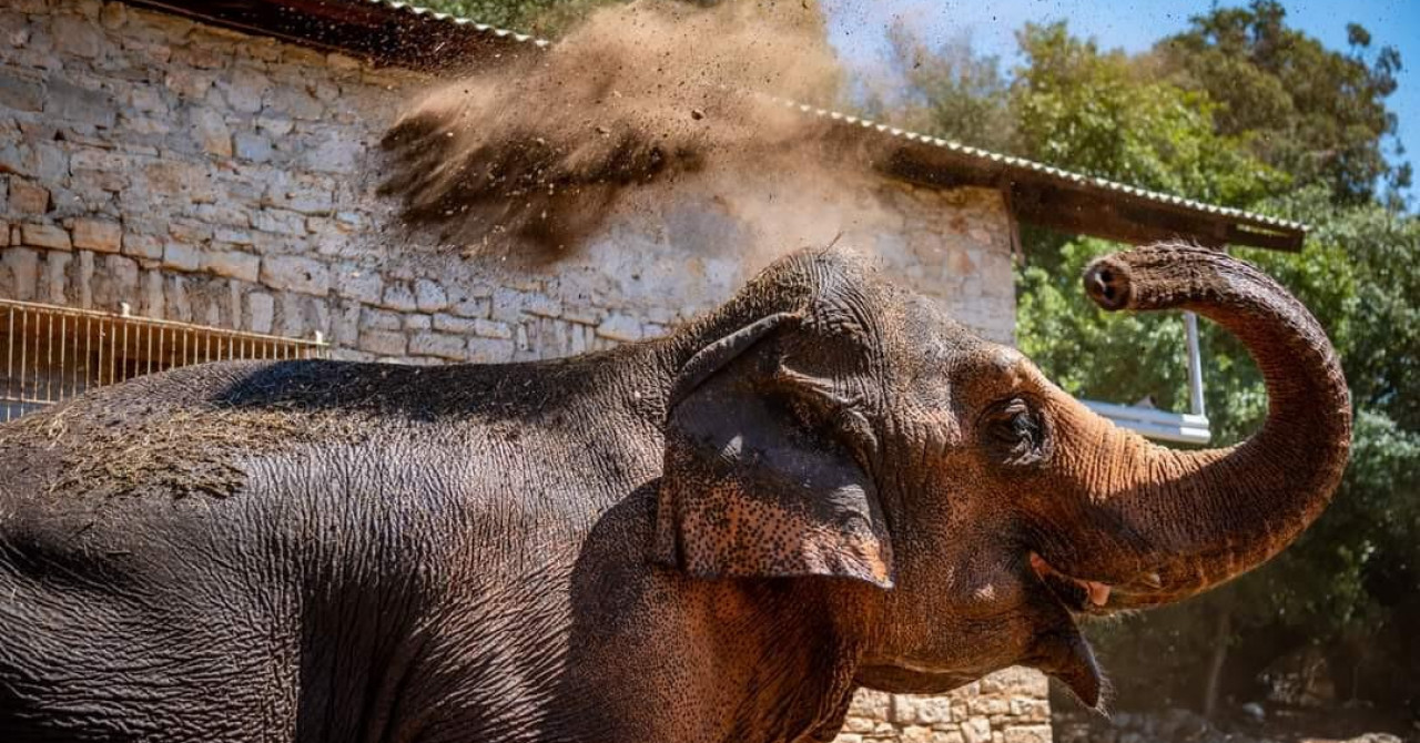 Jutarnji list - Što sve radi slonica koja živi na Brijunima? Imamo ...